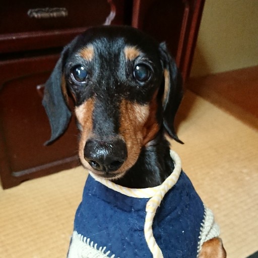 toni-anji のROOM - 欲しい! に出会える。