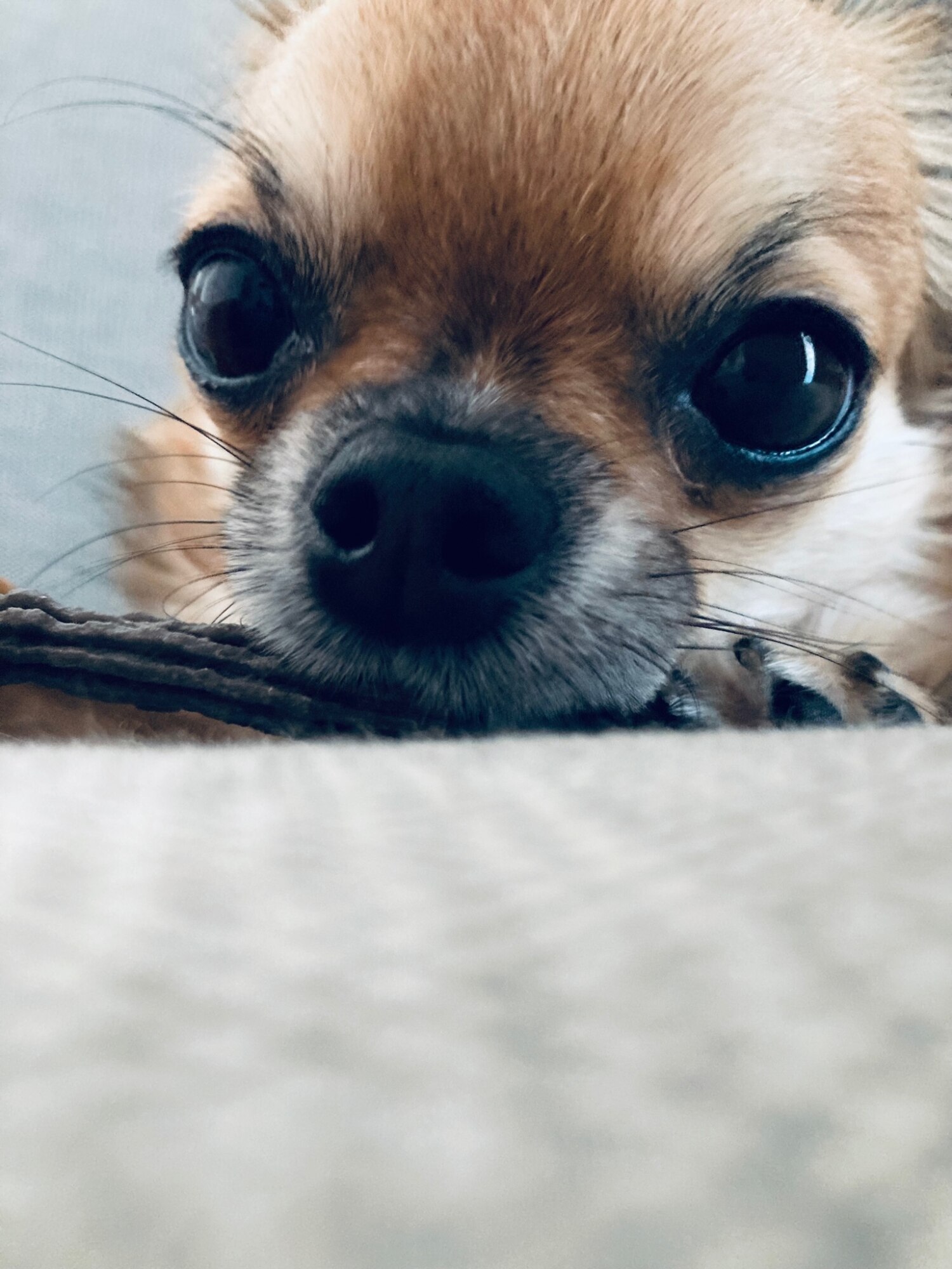 【お取り寄せ】マルカン サンライズ THE・PERFECTONE 黒の歯磨きガム 70g