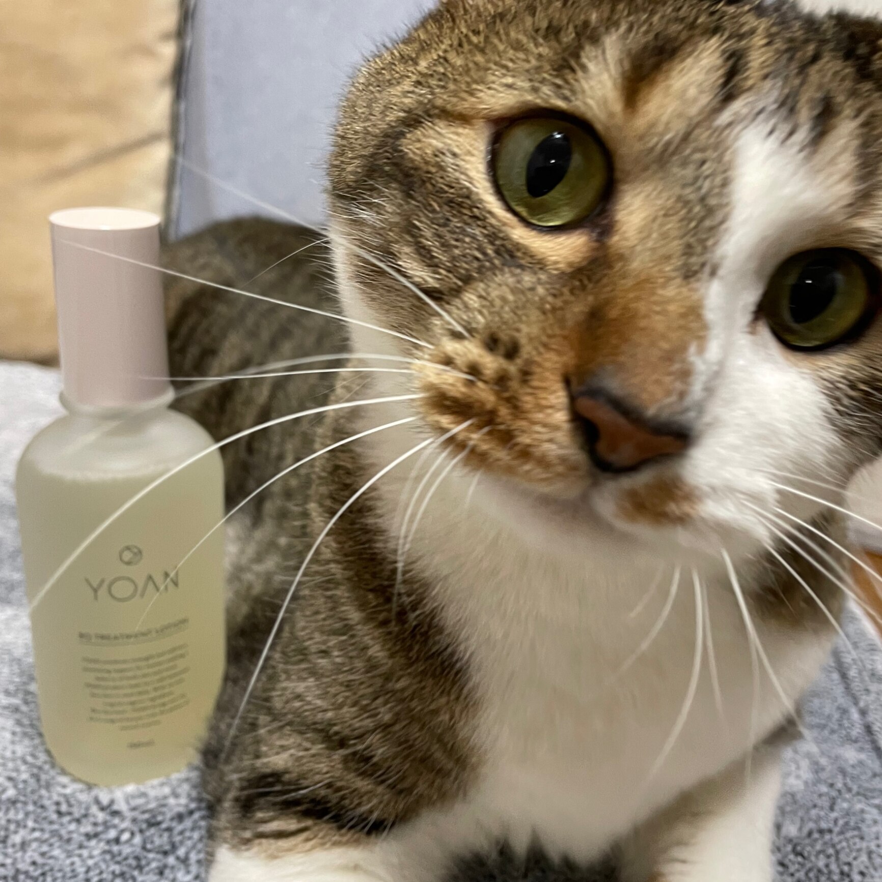 YOAN ユアンBQトリートメントローション 150mlスキンケア 化粧水 天然由来成分：99%