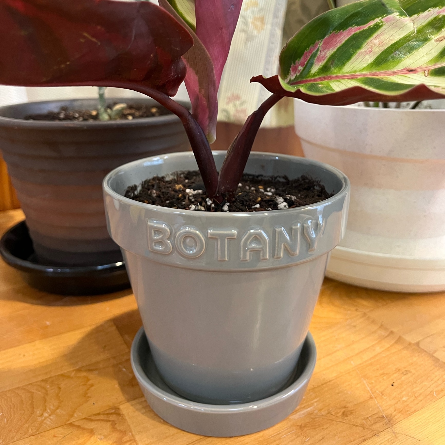 【期間限定エントリーでP10倍＆MAX10％OFFクーポン】「 ダルトン BOTANY POT 3-6 」 3号鉢 5号鉢 6号鉢 目安 BOTANY POT 3 5 6 BEIGE ...