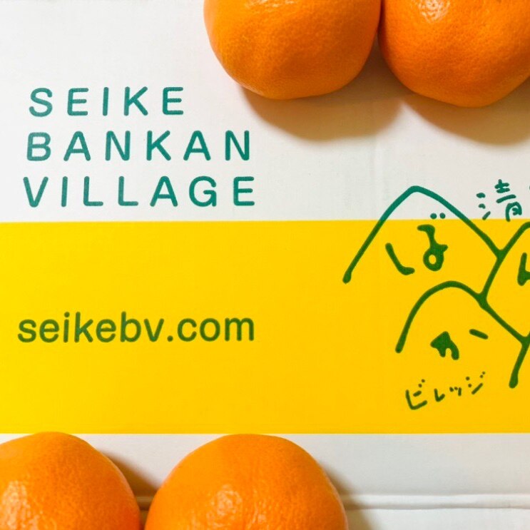 【11月上旬頃から発送】大玉みかん 訳あり10kg 2L〜3L 愛媛県産 みため×おいしさ 宮川早生 南柑20号 温州みかん お買得セール 産地直送【送料無料※北海道・沖縄は除く】清家ばんかんビレッジ
