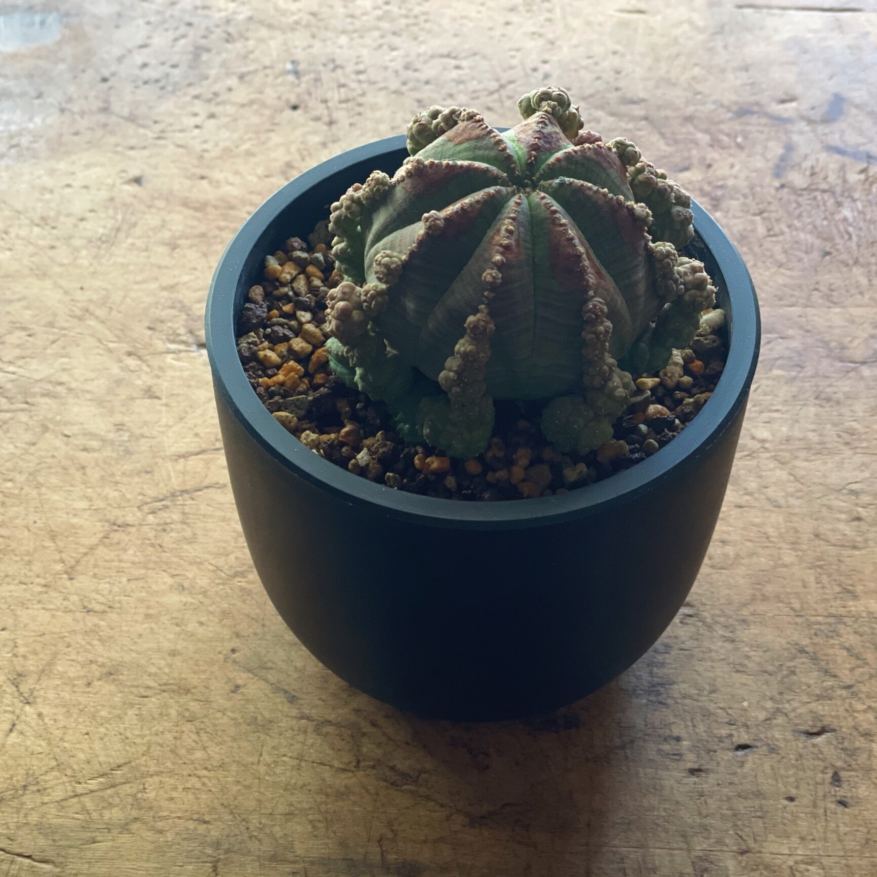 Maceta - Plastic Pot - BowlLong【Size6】Φ116mm×H104mm 内径104mmマセタ プラ鉢 植木鉢 黒 ブラックポット 長鉢 深鉢 ロングタイプ ...