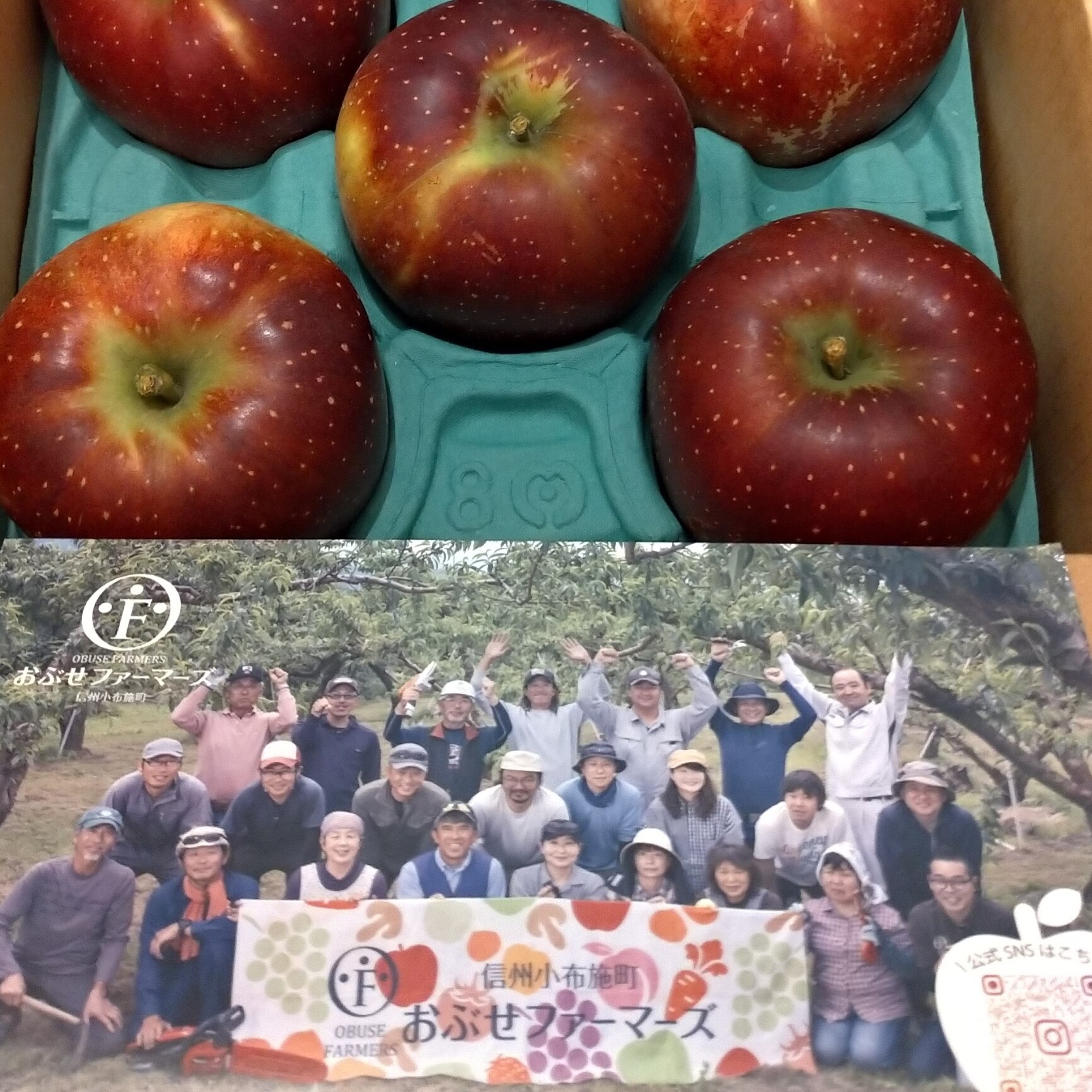 【ふるさと納税】【訳あり】 秋映 約3kg 6～12玉[おぶせファーマーズ] 不揃い 規格外 家庭用 りんご 林檎 リンゴ 果物 フルーツ 長野県産 信州産 先行予約 数量限定 6000円 令 ...