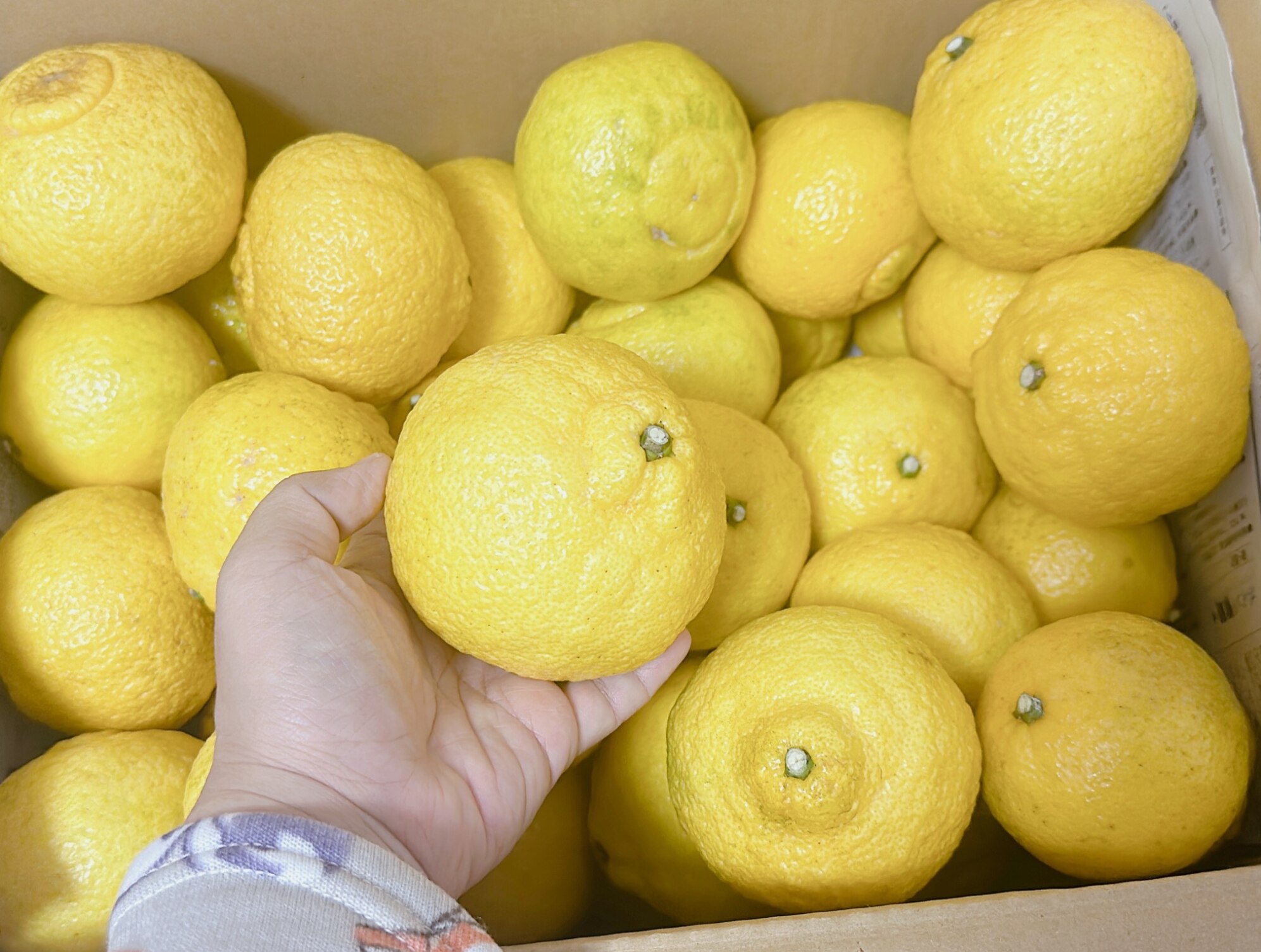 はるか 訳あり 箱込10キロ（9kg+保証分500g） みかん 熊本産 みかん ミカン 蜜柑 ハルカ サラダみかん【送料無料】一部の地域を除く