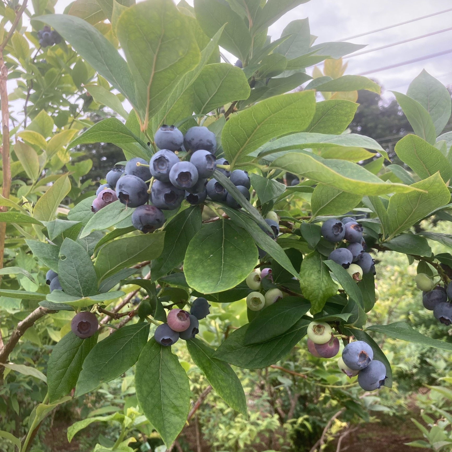 jiro のROOM - 欲しい! に出会える。