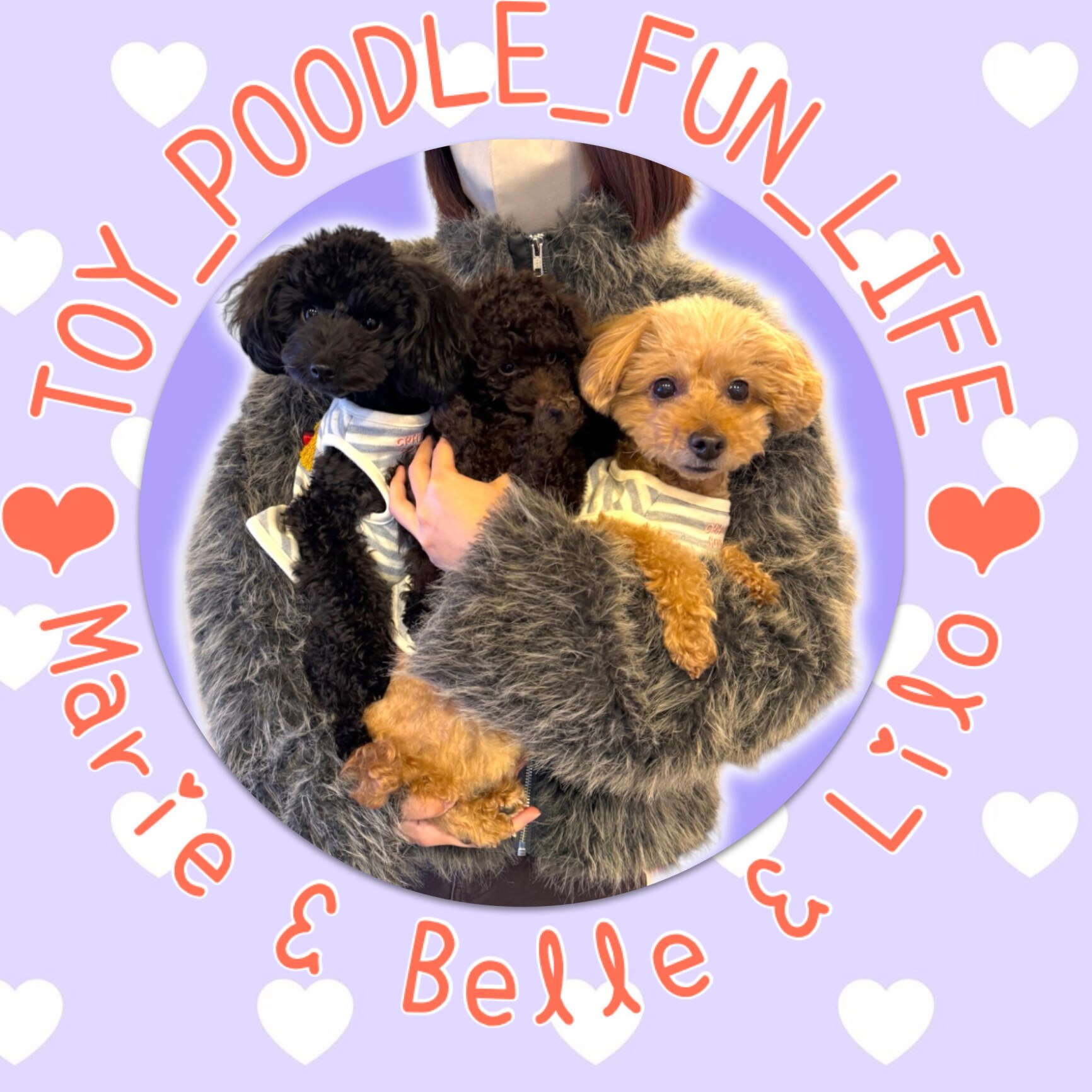 TOY_POODLE_FUN_LIFE のROOM - 欲しい! に出会える。