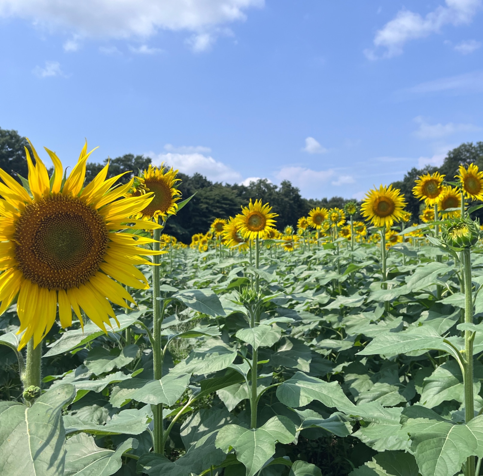 Nana's room🌟 のROOM - 欲しい! に出会える。