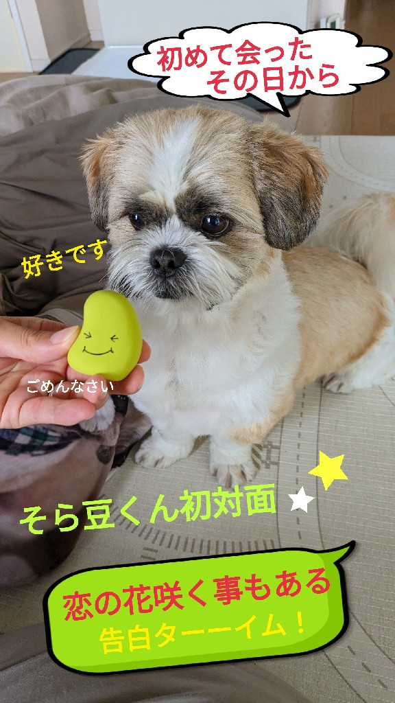 犬 おもちゃ 】IDOG&ICAT オリジナルラテックスTOY はじけるそらマメ【 ラテックス ゴム ラバー 犬用おもちゃ ドッグトイ 玩具 かわいい 超小型犬 小型犬 犬用 i dog 楽天 】