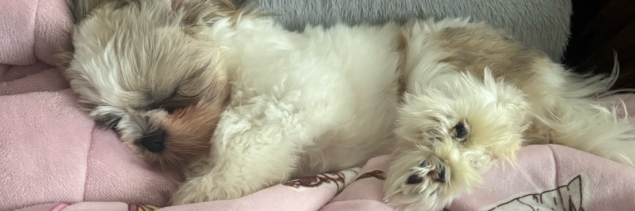 Lisa のROOM - 欲しい! に出会える。