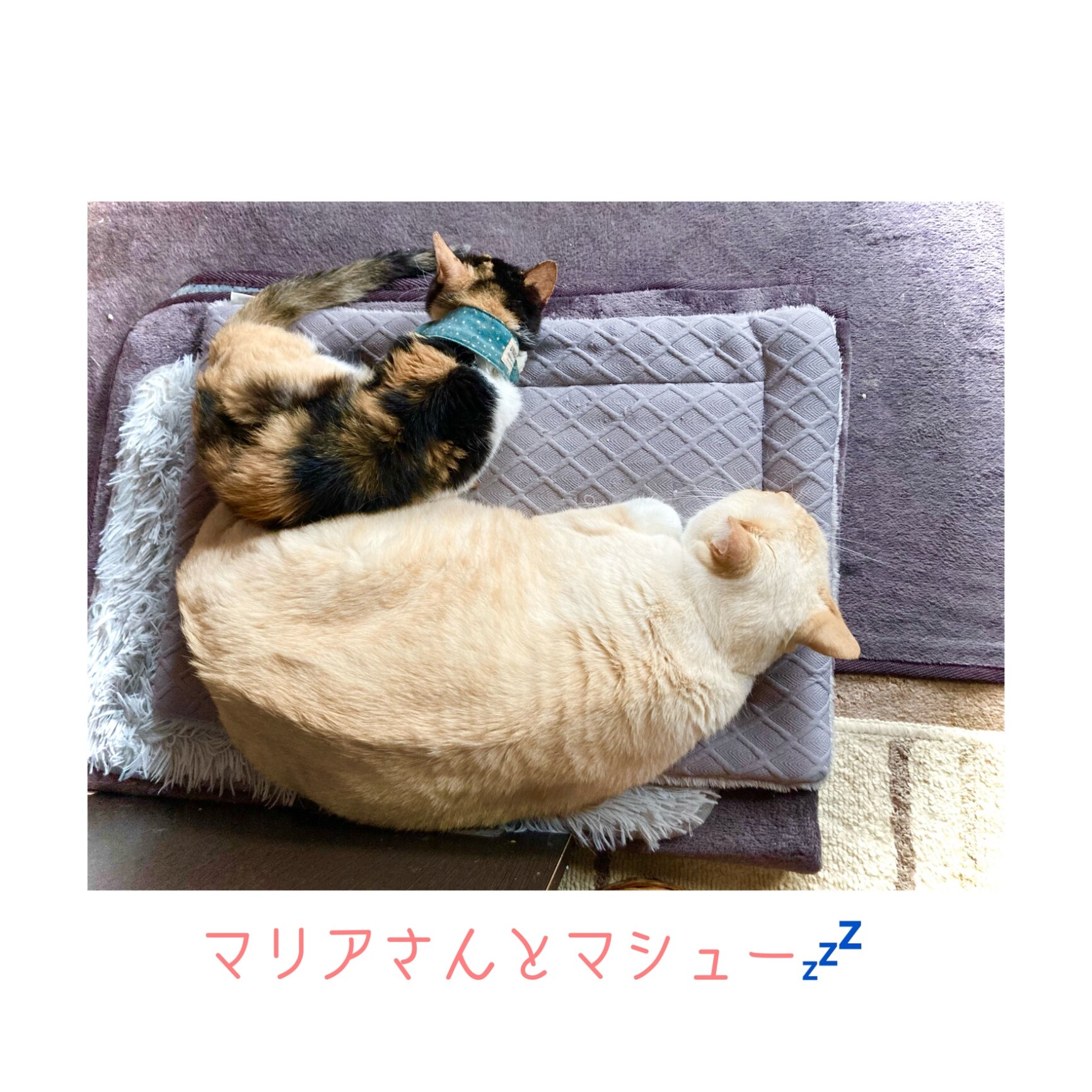 【スーパーセール】【 猫 マット 】IDOG&ICAT ぬくぬくホットマット アイドッグ【 マット 毛布 ブランケット ベッド 電気を使わない キャリー ステイマット カート 電源不要 ペット ...