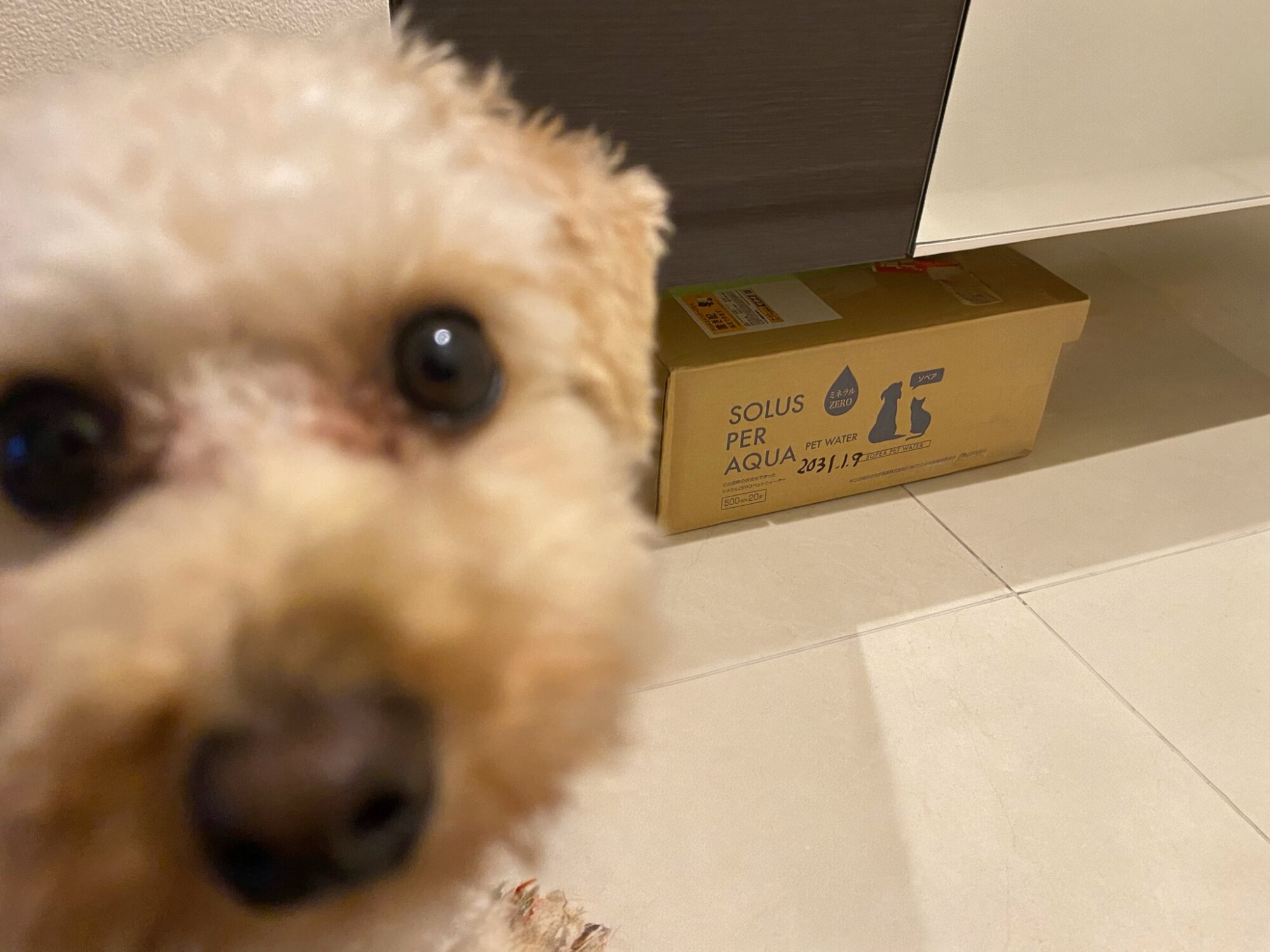 ペット用 ミネラルゼロウォーター SOLUS PER AQUA（ソペア） 500ml