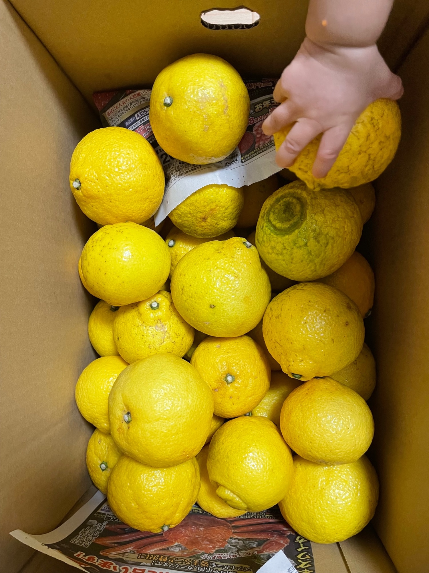 はるか 訳あり 箱込10キロ（9kg+保証分500g） みかん 熊本産 みかん ミカン 蜜柑 ハルカ サラダみかん【送料無料】一部の地域を除く