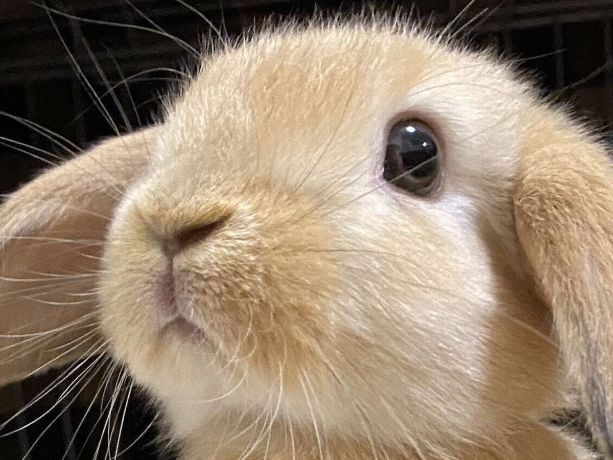 まーぼーなす のROOM - 欲しい! に出会える。