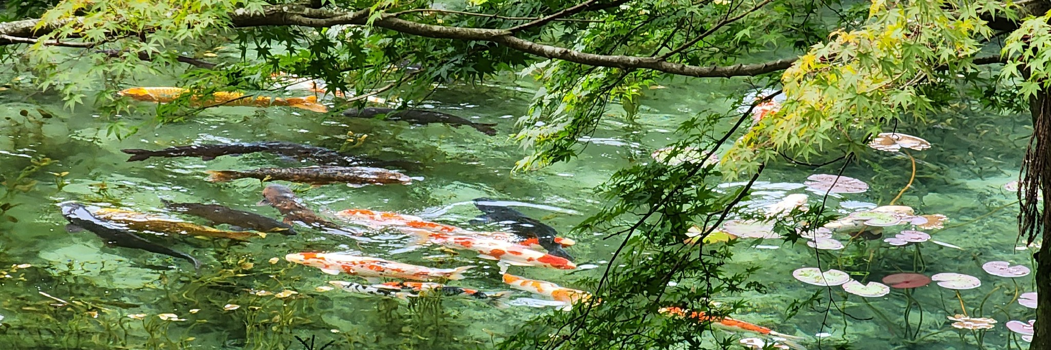 Mona-risa のROOM - 欲しい! に出会える。