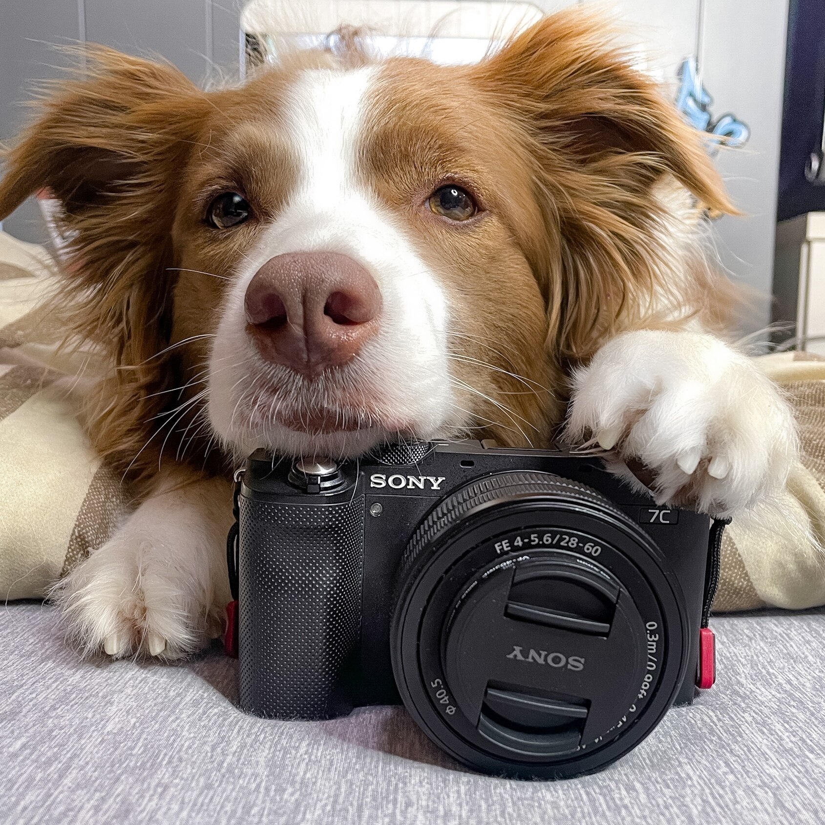 ソニー α7C ボディ ブラック [ILCE-7C B] SONY フルサイズ ミラーレス一眼カメラ 小型軽量 4K動画撮影 Wi-Fi搭載 ...