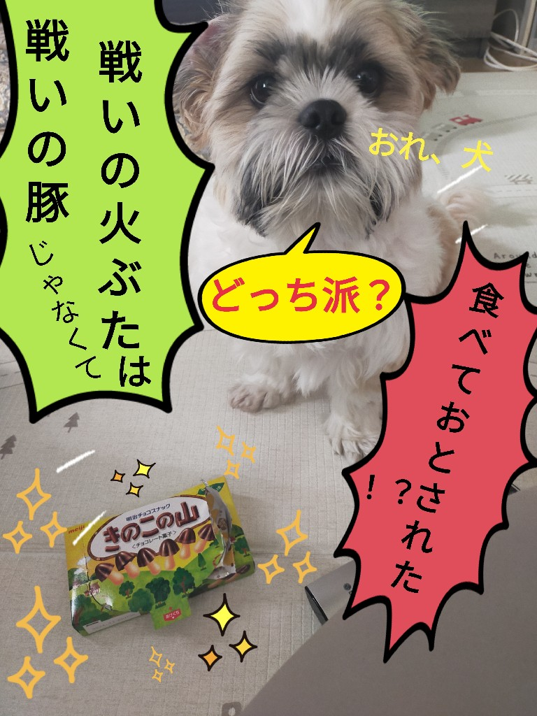 明治 きのこの山 74g×10個