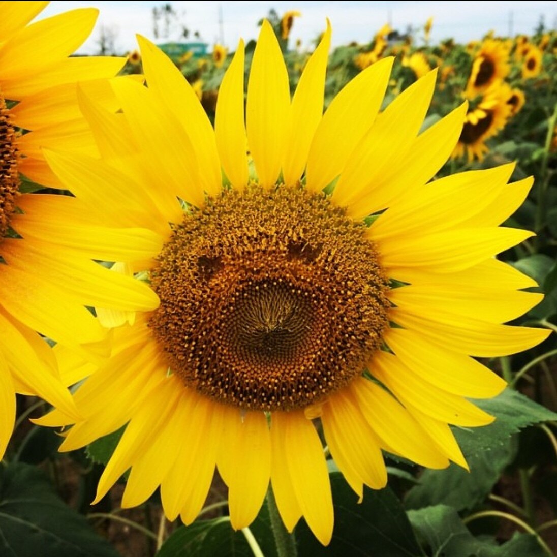 papico のROOM - 欲しい! に出会える。