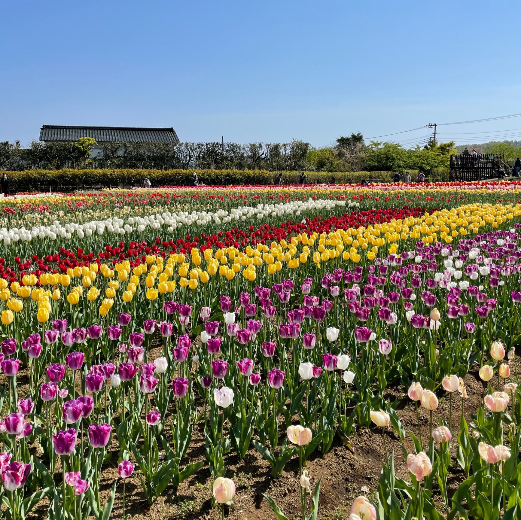 Rara のROOM - 欲しい! に出会える。