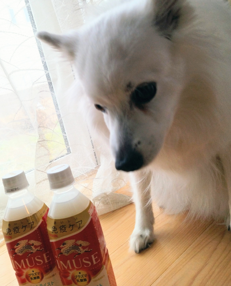 [クイズに答えて10％OFF][グルメ大賞受賞] キリン iMUSE イミューズ プラズマ乳酸菌 選り取り[免疫ケアウォーター レモン ...