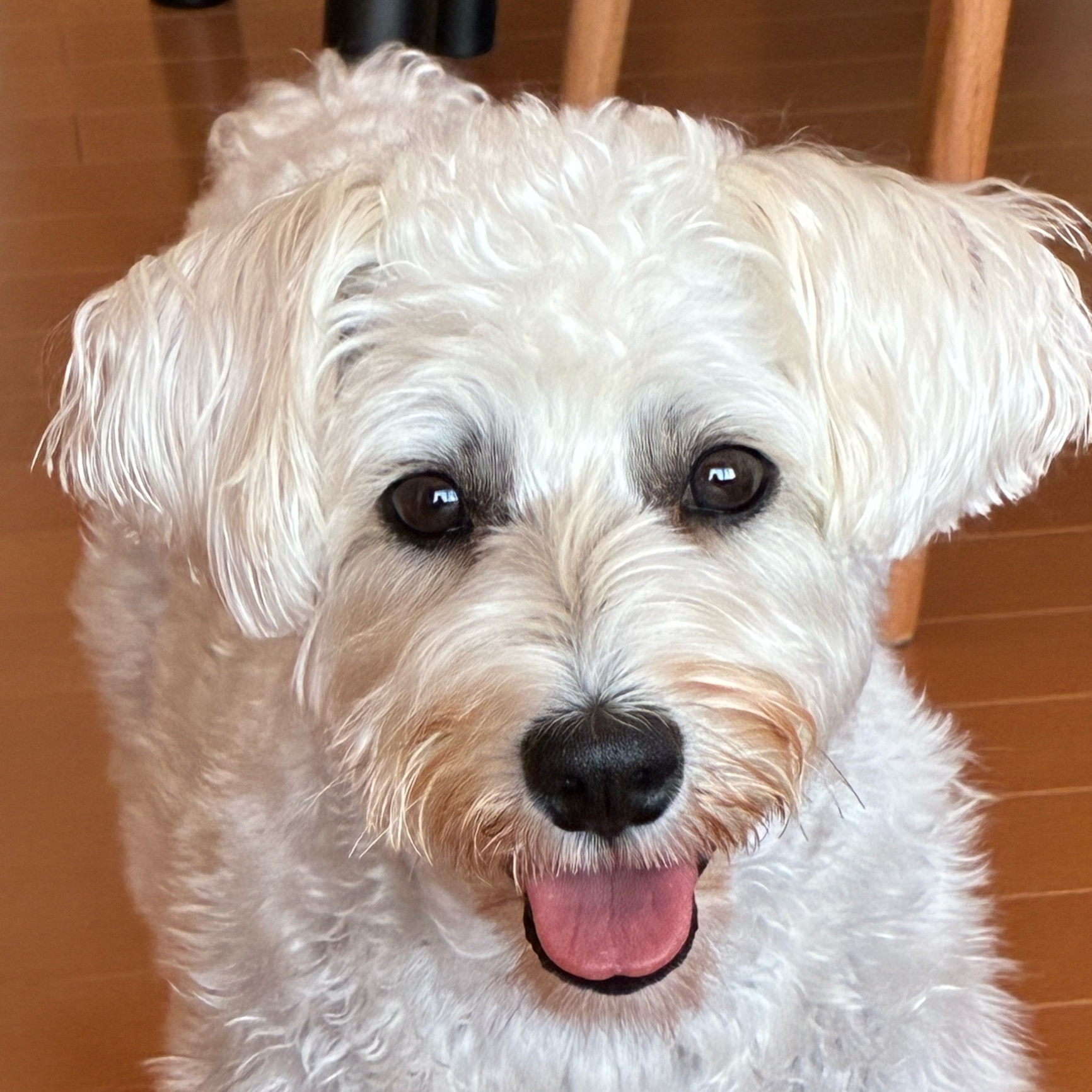 popo mirai のROOM - 欲しい! に出会える。