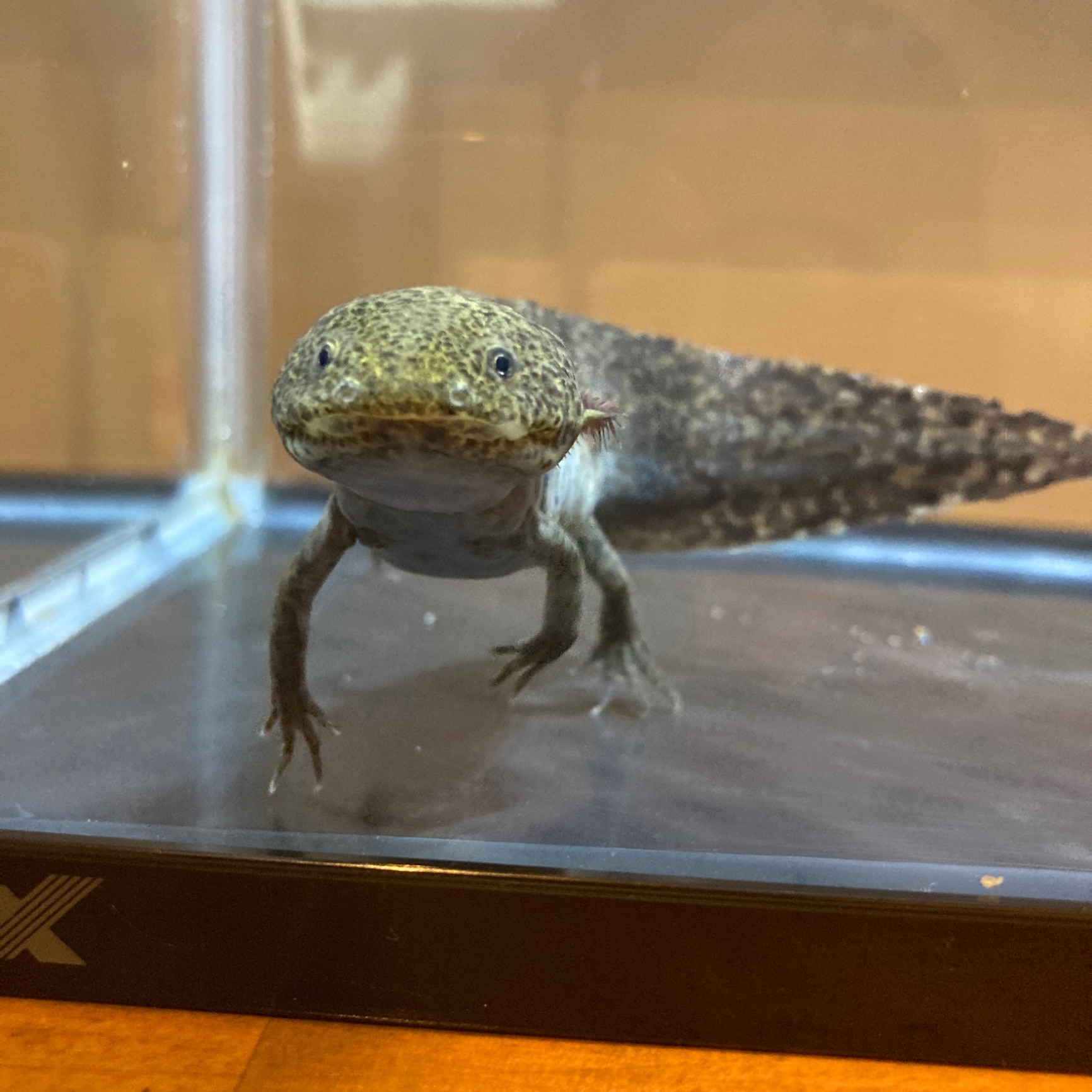 nkjm のROOM - 欲しい! に出会える。