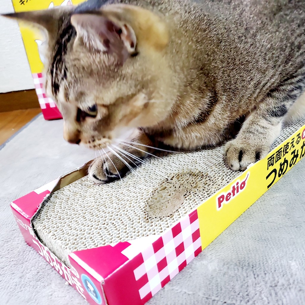 【あわせ買い2999円以上で送料お得】Petio ペティオ 両面使える つめみがき 猫用