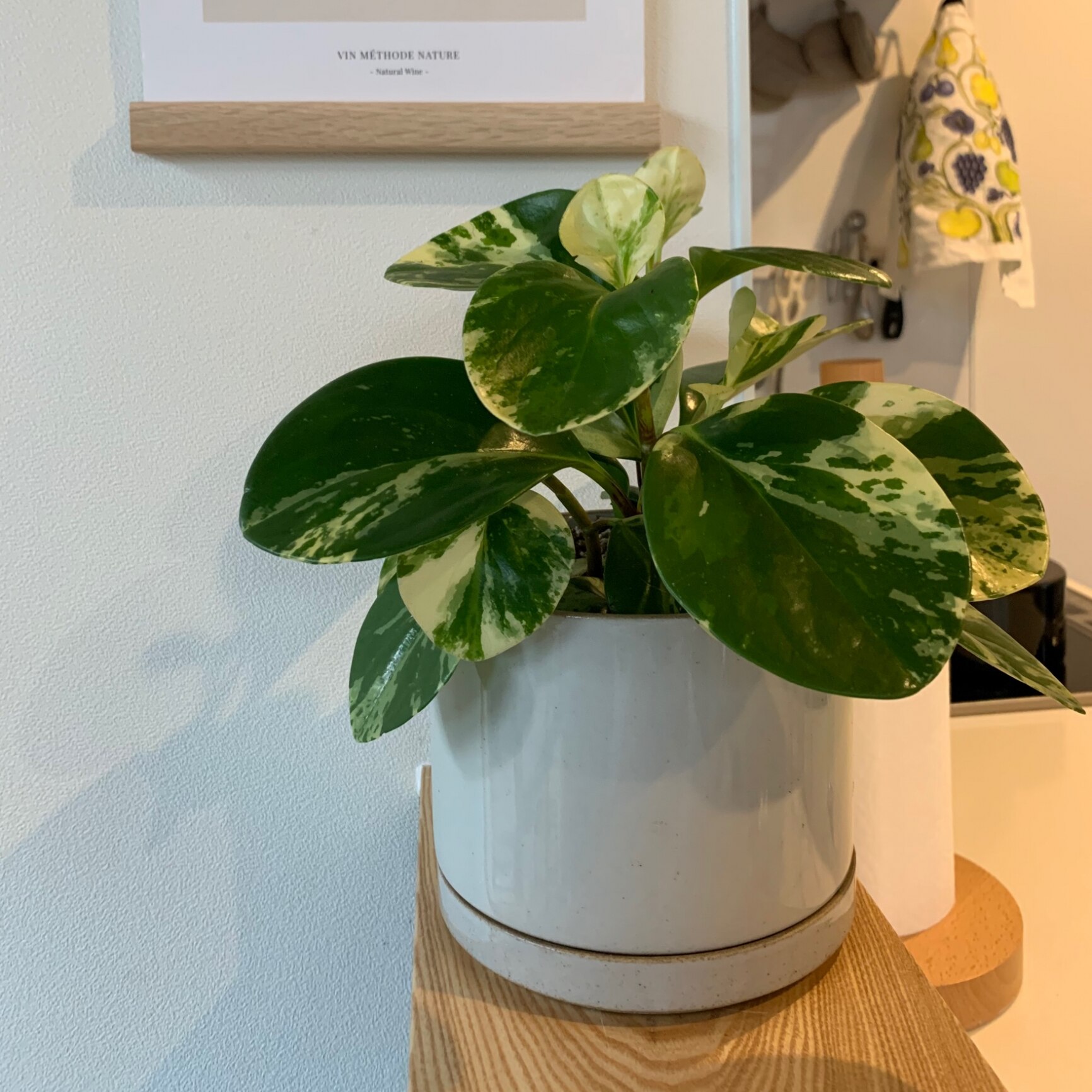 HASAMI PORCELAIN[ハサミポーセリン] / Planter(Gloss Gray)/HPM045【あす楽対応】【プランター/植木 ...