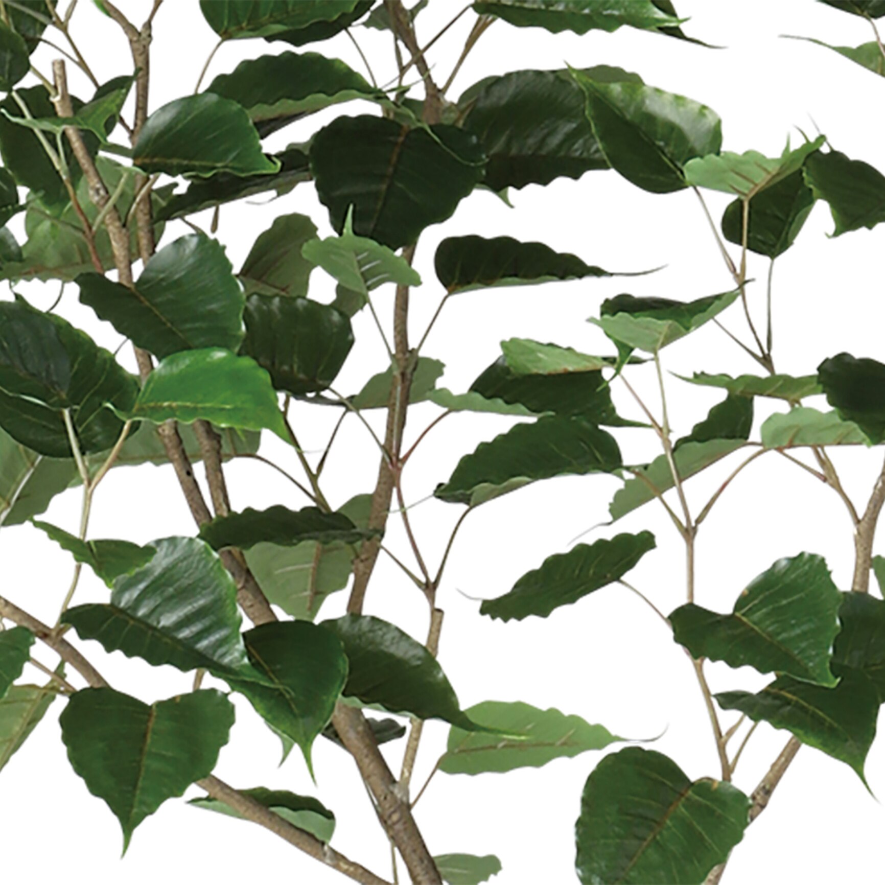 インドボダイジュ FST 】W80 × D60 × H180cm菩提の象徴とされる”インドボダイジュ”。探究し辿り着いた上品で優しいフォルム。上質なリアルテクスチャーの葉を採用。透明感のある ...